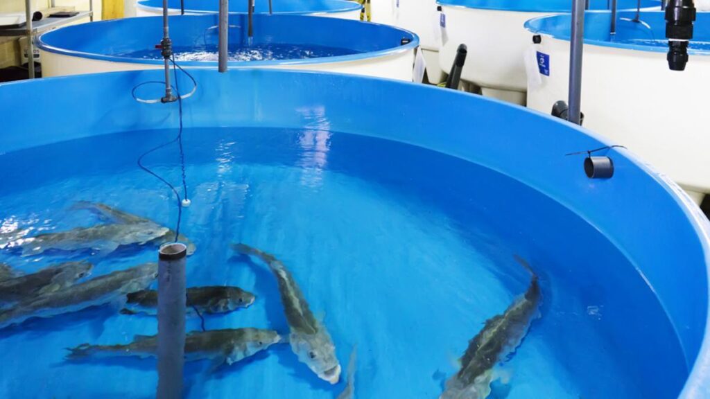 Acuicultura: Innovación y Tecnología en la Producción Animal Acuática ...