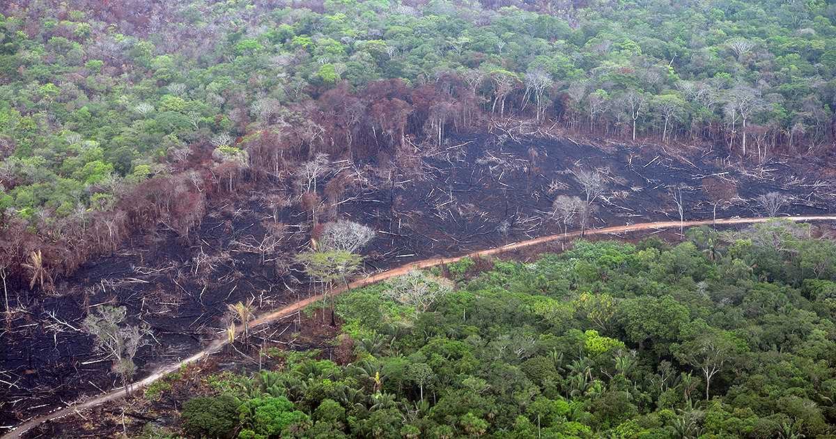 Cambio Climático: Cómo la Deforestación Amplifica su Impacto en Nuestro ...