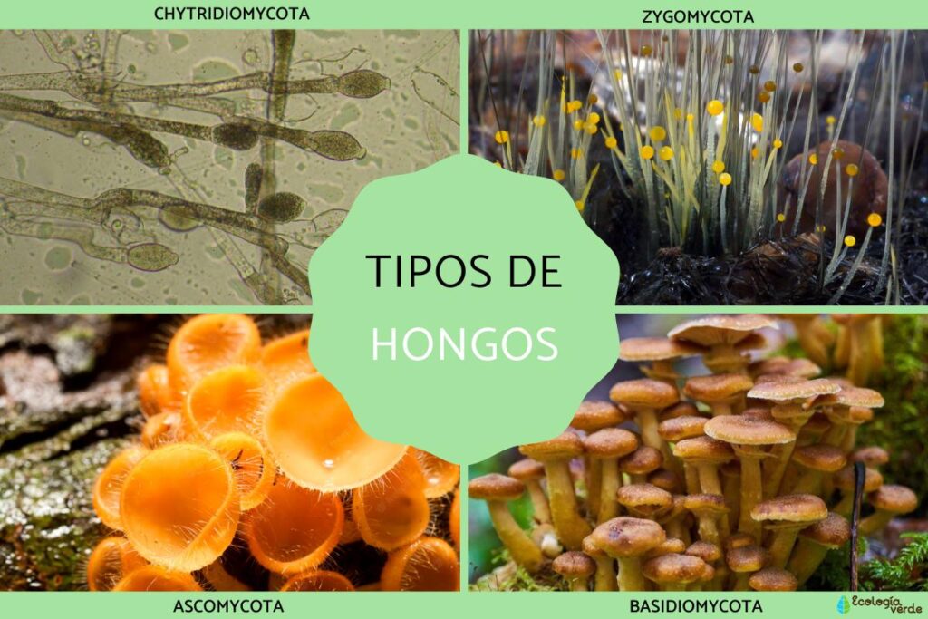 Clasificación de los Hongos en la Microbiología: Una Guía Completa para ...