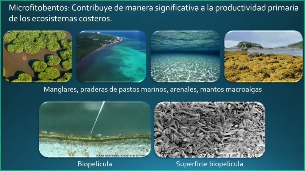 Importancia de las Microalgas en la Acuicultura: El Protagonista ...