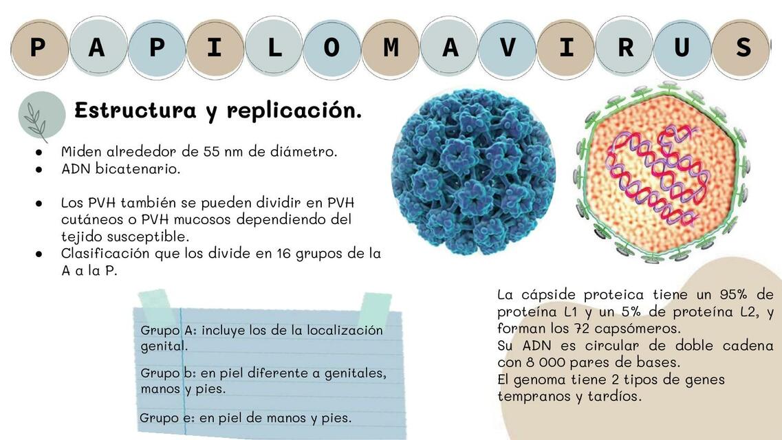 Papiloma Virus: Características y Microbiología que todos debemos ...