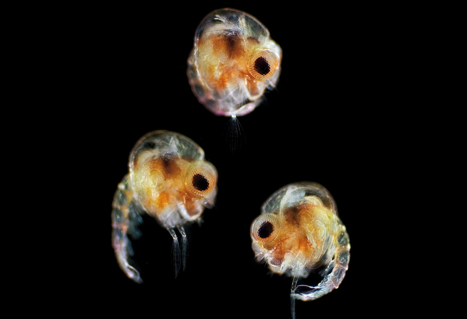 Plancton Animal: Descubre la Vida Oculta en las Profundidades del Agua ...