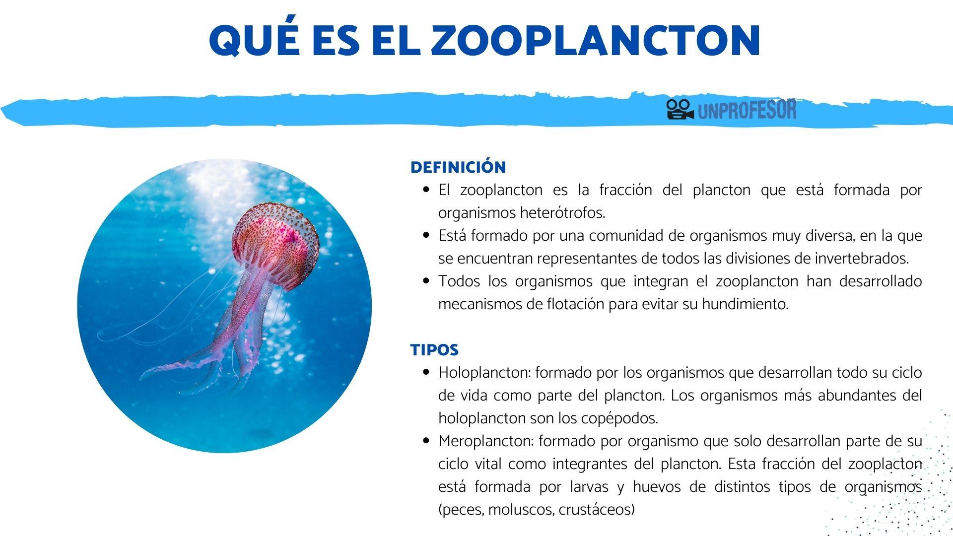 Plancton Autótrofo o Heterótrofo: Todo lo que Necesitas Saber Sobre las ...