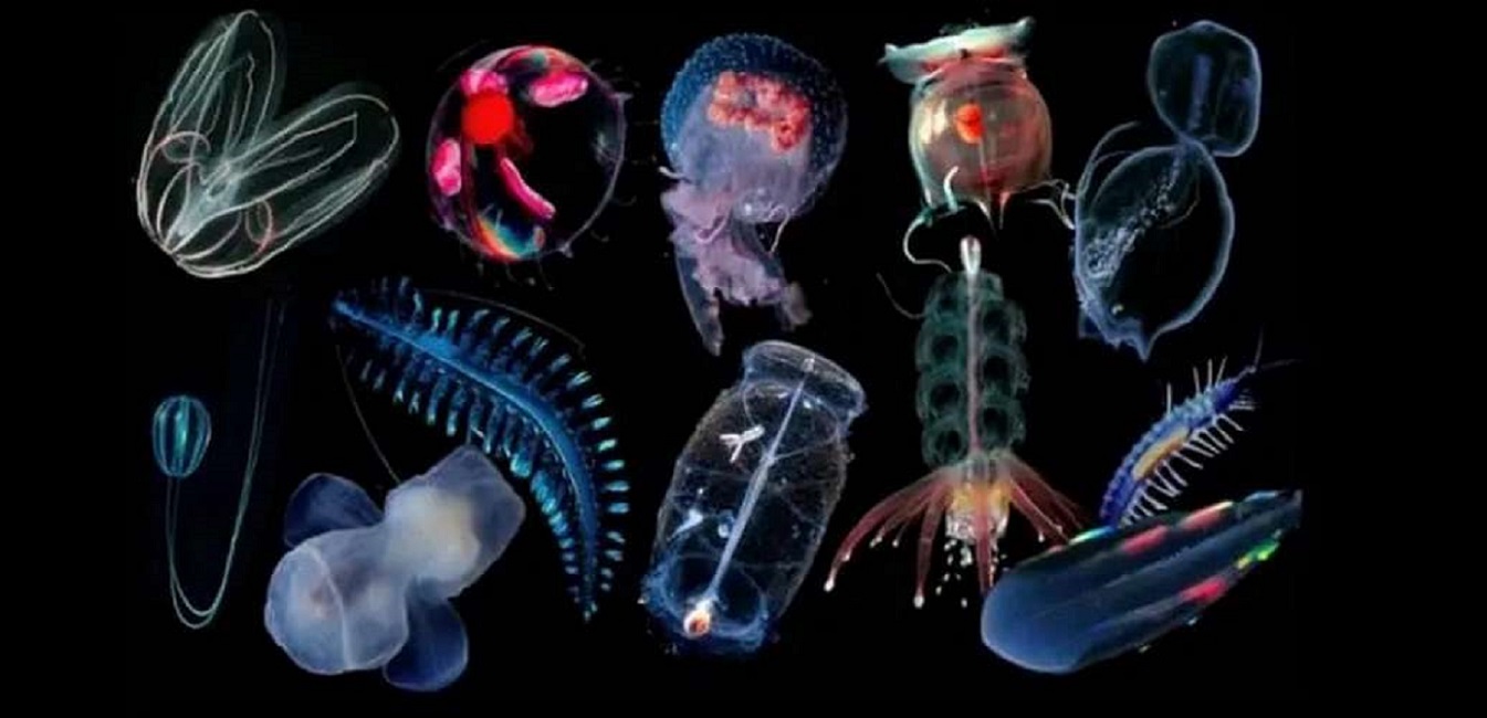 Plancton: Descubriendo el Fascinante Mundo Microscópico del Agua en ...