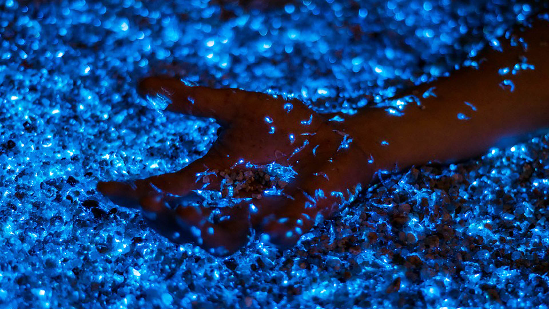 Plancton Luminoso: Un Espectáculo Natural Bajo el Agua que Debes ...