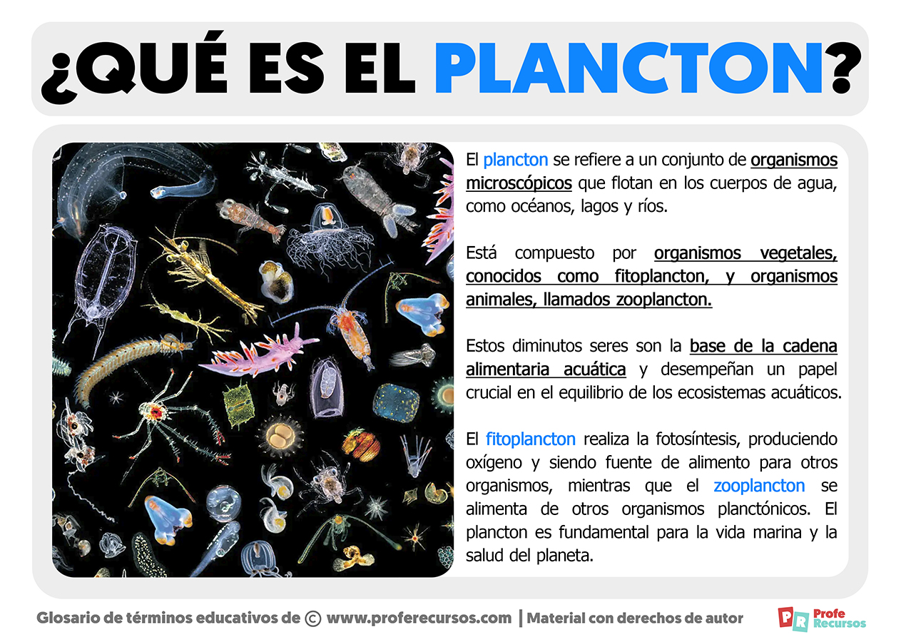 Qué es el Plancton: Explicación Divertida y Fácil para Niños ...